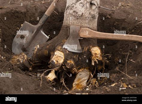 Tree Uprooting And Removal Undermined Walnut Tree With Chopped Roots In A Hole With An Ax And A