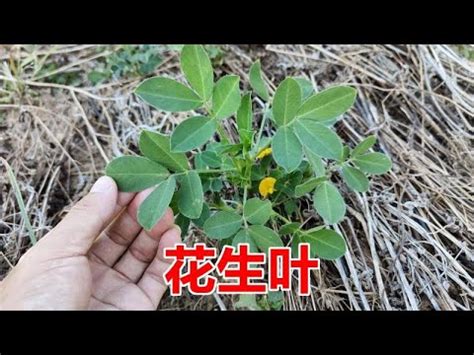 花生叶号称安眠草知道它价值的人并不多这3大妙用厉害了 YouTube