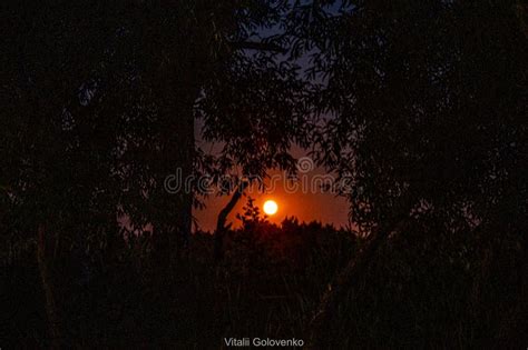 Sunset See Trought Trees In Australia Stock Image Image Of