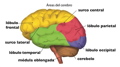 Imagen De La Anatomía Del Cerebro Divisiones Del Sistema Nervioso