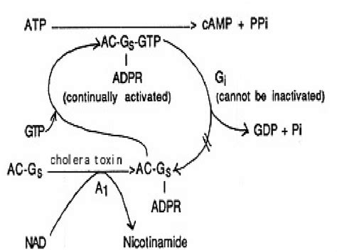 Vibrio Campylobacter Helicobacter Hossein Dabiri Associate Professor Of