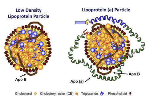 Ldl Structure Ldl Structure