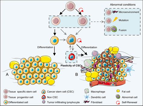 Adult Stem Cell Reprogramming Tissue Adult Stem Cells Are Usually