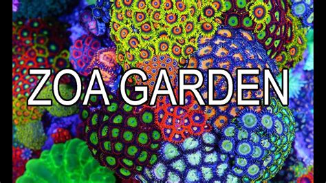 Zoanthids Garden Beds Create A Stunning Zoanthid Garden