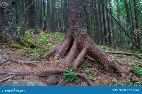 Fir Tree With Huge Roots In Forest Stock Photo Image Of Botany Scene