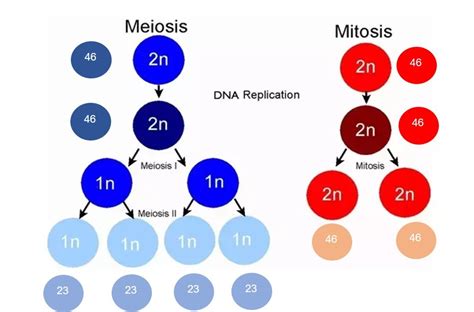 What Is Diploid