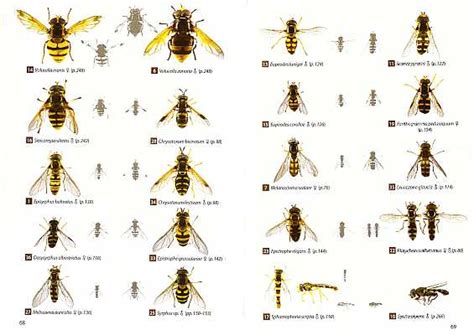 Britains Hoverflies A Field Guide 2nd Ed Von Ball S And Morris R