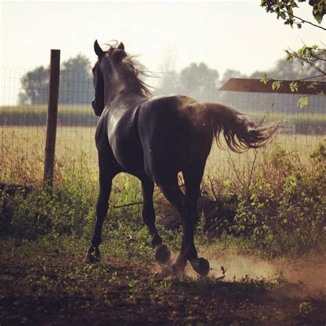 Mrm Black Magic Morgan Horse Stallion Photo Taken Years Back Upon