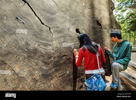 Visitors Inspect A Year Old Cross Section Of A Fallen Giant