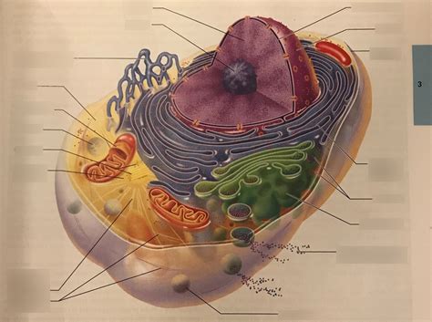Diagram Of Concept Test 1 Homeostasis And Cells Quizlet