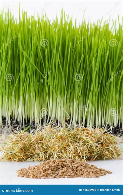 Growing Wheatgrass Stock Image Image Of Color Chlorophyll 46603983