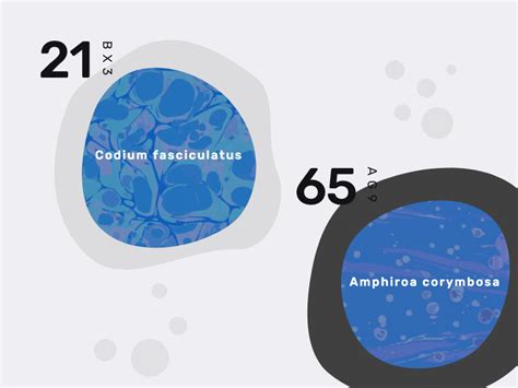 Github Codropsorganicshapeanimations Some Shape Morphing Hover
