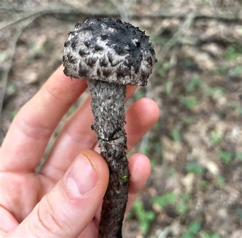 Strobilomyces Sp Old Man Of The Woods Eat The Planet