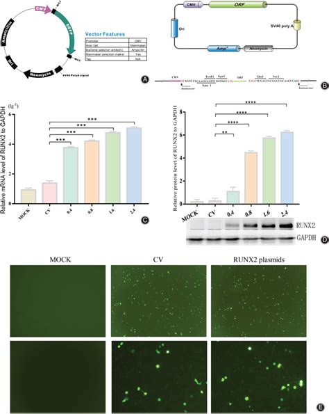 Construction Of The Runx2 Overexpression Plasmids Aschematic Diagram