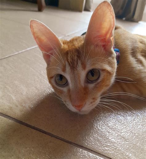 Charly Rcat