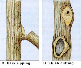 Tree Pruning Part