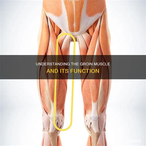 Understanding The Groin Muscle And Its Function Cyvigor