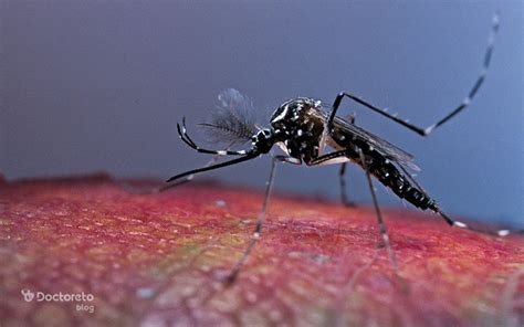 تب دنگی چیست؟ چه علائم و راه درمانی دارد؟ آیا این بیماری کشنده است؟