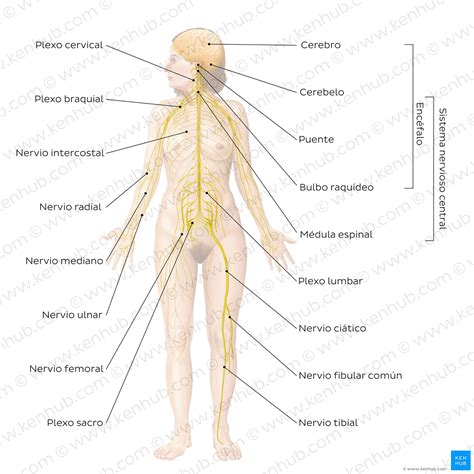 Diagrama De Sistema Nervioso