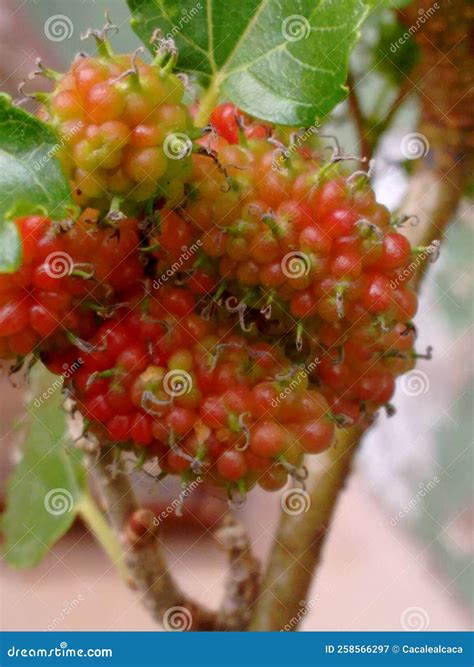 Mulberry Fruit A Cluster Composed Of Several Small Drupes That Are Green Or Reddish When