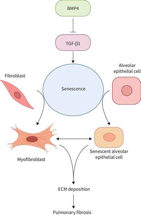 How A Fibroblast Ages A Role For Bone Morphogenetic Protein 4 In