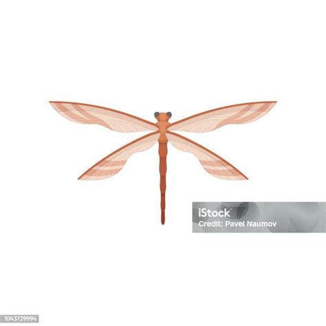 두 쌍의 투명 한 날개와 잠자리의 평면 벡터 아이콘입니다 아름 다운 연약한 생명체입니다 작은 비행 곤충 곤충에 대한 스톡 벡터