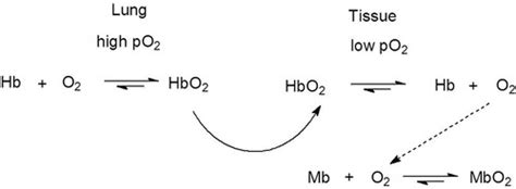Structure And Function Of Hemoglobin And Myoglobin Flashcards Quizlet