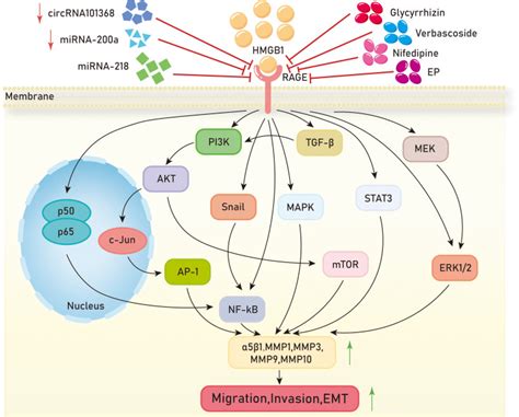 Hmgb1 Rage Axis In Tumor Development Unraveling Its Significance Pmc