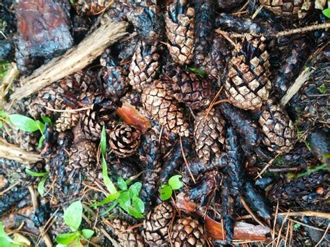 Premium Photo Close Up Of Log On Tree Trunk