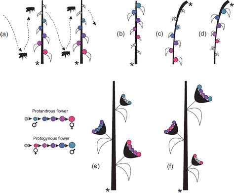 Different Flower Arrangements On Inflorescences Can Place Male Phase