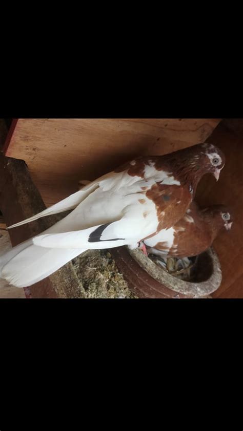 කොලඹ පරවි සමාජය