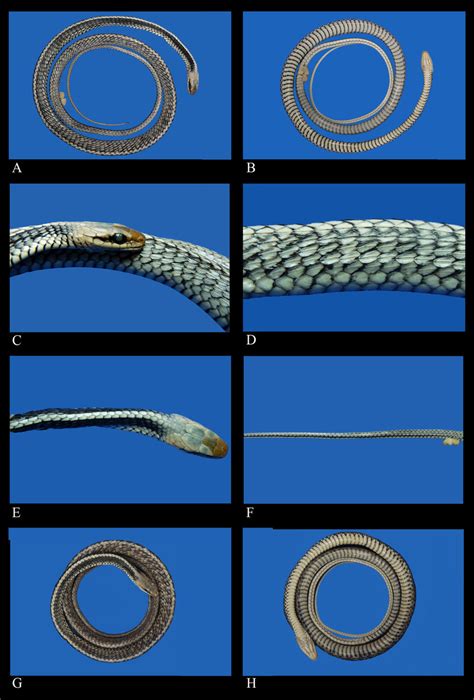 Color Pattern Variation In Preservative Alcohol 70 Of Adult Male Download Scientific Diagram
