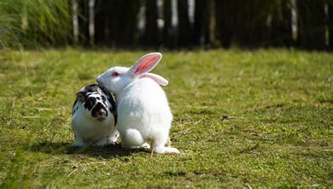 Pet Insurance Cover And Quotes Everypaw