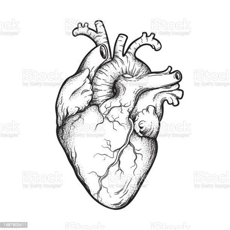 인간의 심장은 해부학적으로 손으로 그린 라인 아트와 도트워크를 수정합니다 플래시 문신 또는 인쇄 디자인 벡터 그림 복고풍에 대한 스톡 벡터 아트 및 기타 이미지 Istock
