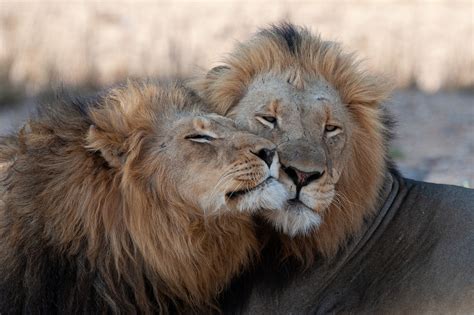 Study Says Same Sex Mating Helps Mammals Relationships The