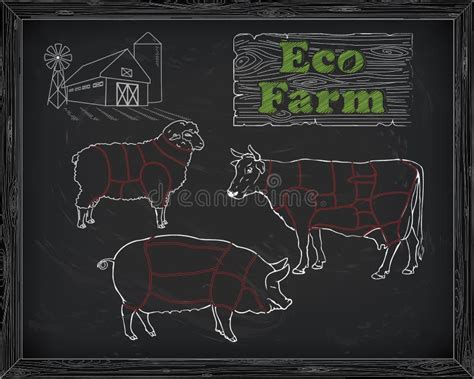 Butchering Beef Diagram Pork Lamb And Farm Stock Vector