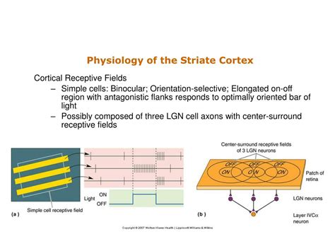 Ppt Topic 11 The Central Visual System Lange Powerpoint Presentation Id 4776592
