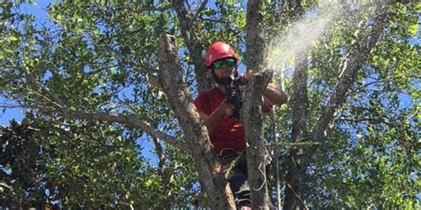 Removing Dead Tree Branches How It Benefits You And Your Tree