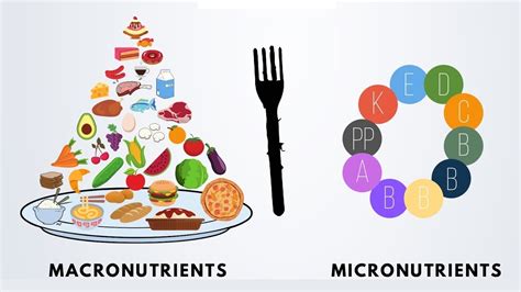 Macronutrients And Micronutrients List Flow Chart Macronutrients And Micronutrients Nbg