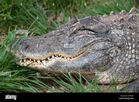 Alligator American Alligator Predator Reptile Teeth Stock Photo Alamy