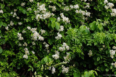 Photography And Writing By A Cemal Ekin