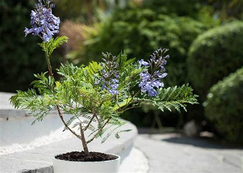 Care Guide For Jacaranda Bonsai Jacaranda Mimosifolia Bonsai Empire
