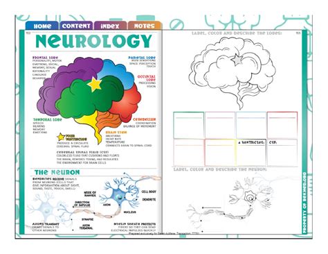 Neuro Study Guide NUR207 Studocu