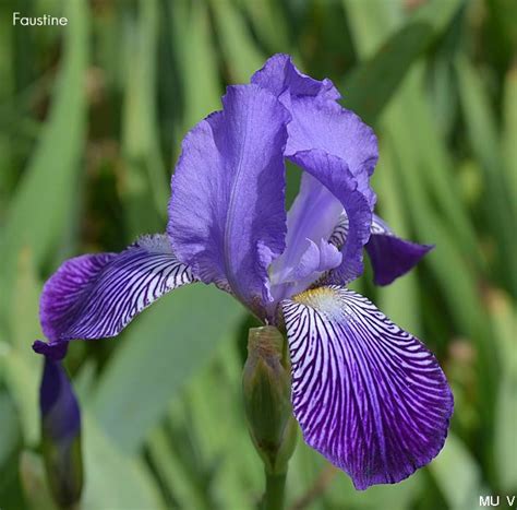 Faustine Historic Iris Preservation Society