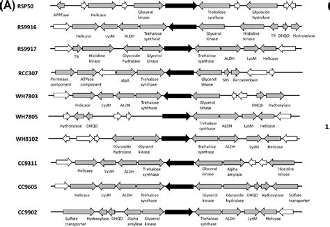 Ggplot2 How Do I Use Gggene Package In R To Draw Genes Of Equal Size Adjacent To Each Other