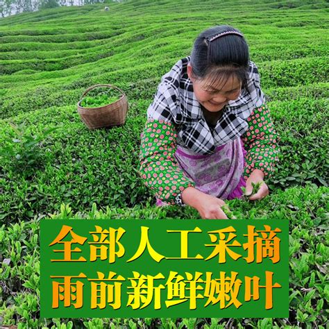 湖北保康绿茶2024新茶炒青襄阳春茶高山日照云雾茶叶浓散袋装500g 虎窝淘