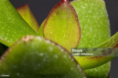 눈에 띄는 질감과 붉은 색조의 가장자리가 있는 옥 식물 잎의 클로즈업 0명에 대한 스톡 사진 및 기타 이미지 0명 관상용 식물 녹색 Istock