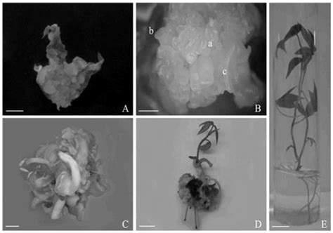 Somatic Embryogenesis And Regeneration Of Cassava Plants A Foliar