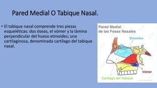 Cavidades De La Cara Pdf Anatomia 1 Uasd Pdf