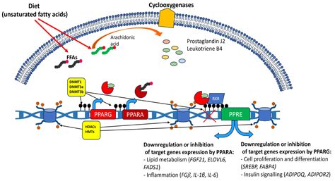 Exploring Ppar Gamma And Ppar Alphas Regulation Role In Metabolism Via